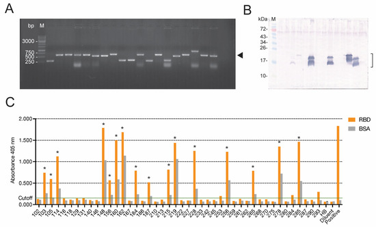 Neutralizing and Enhancing Epitopes of the SARS-CoV-2 Receptor-Binding Domain (RBD) Identified ...