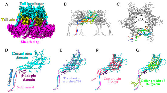 In Situ Structures of the Ultra-Long Extended and Contracted Tail of ...