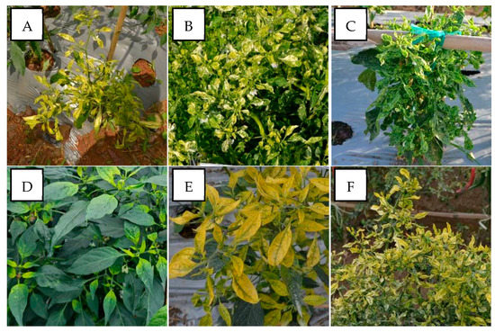 Current Status and Complexity of Three Begomovirus Species in Pepper ...