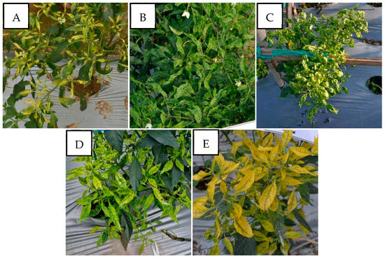 Current Status and Complexity of Three Begomovirus Species in Pepper ...