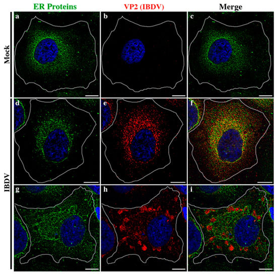 Infectious Bursal Disease Virus Assembly Causes Endoplasmic Reticulum ...