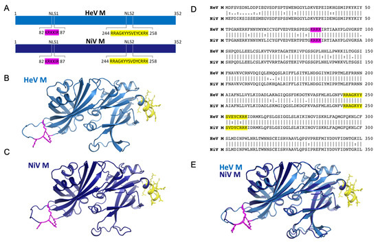 Henipavirus Matrix Protein Employs a Non-Classical Nuclear Localization ...