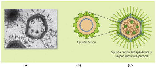 Viruses | Free Full-Text | Virophages—Known and Unknown Facts