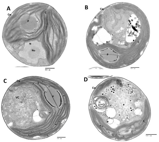 Viral DNA Accumulation Regulates Replication Efficiency of Chlorovirus ...