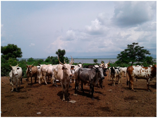 Evidence of Rift Valley Fever Virus Circulation in Livestock and ...