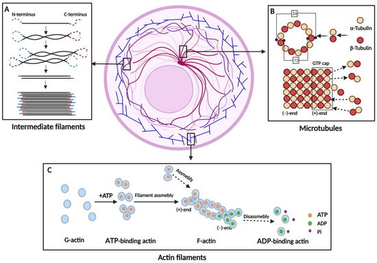 The Host Cytoskeleton Functions as a Pleiotropic Scaffold ...