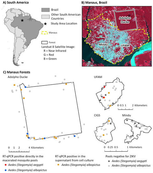Detection of Zika Virus in Aedes aegypti and Aedes albopictus ...