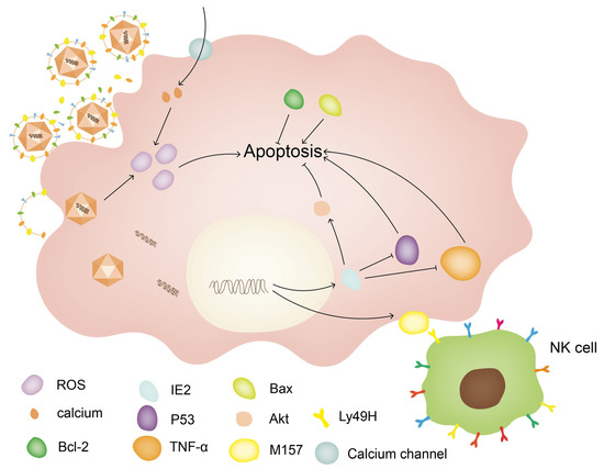 The Pathogenesis of Cytomegalovirus and Other Viruses Associated with ...