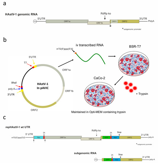 The Roles of the 5′ and 3′ Untranslated Regions in Human Astrovirus Replication