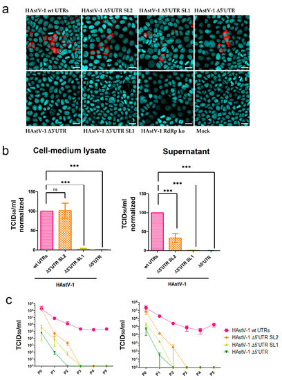 The Roles of the 5′ and 3′ Untranslated Regions in Human Astrovirus ...