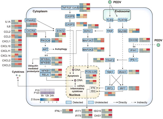 Transcriptome Profiling of Vero E6 Cells during Original Parental or ...