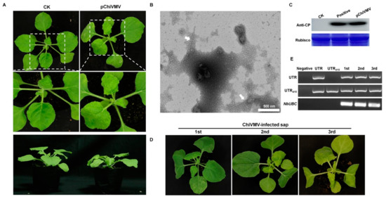 The Additional 15 nt of 5′ UTR in a Novel Recombinant Isolate of Chilli ...