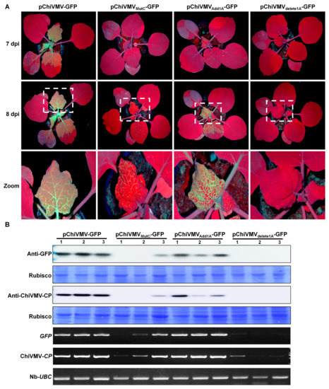 The Additional 15 nt of 5′ UTR in a Novel Recombinant Isolate of Chilli ...