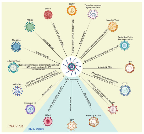 Targeting Inflammasome Activation in Viral Infection: A Therapeutic ...