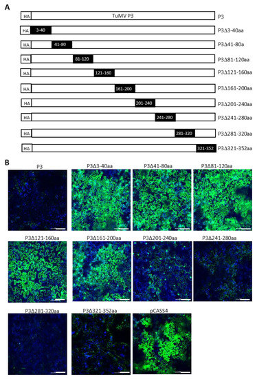 P3 and NIa-Pro of Turnip Mosaic Virus Are Independent Elicitors of ...