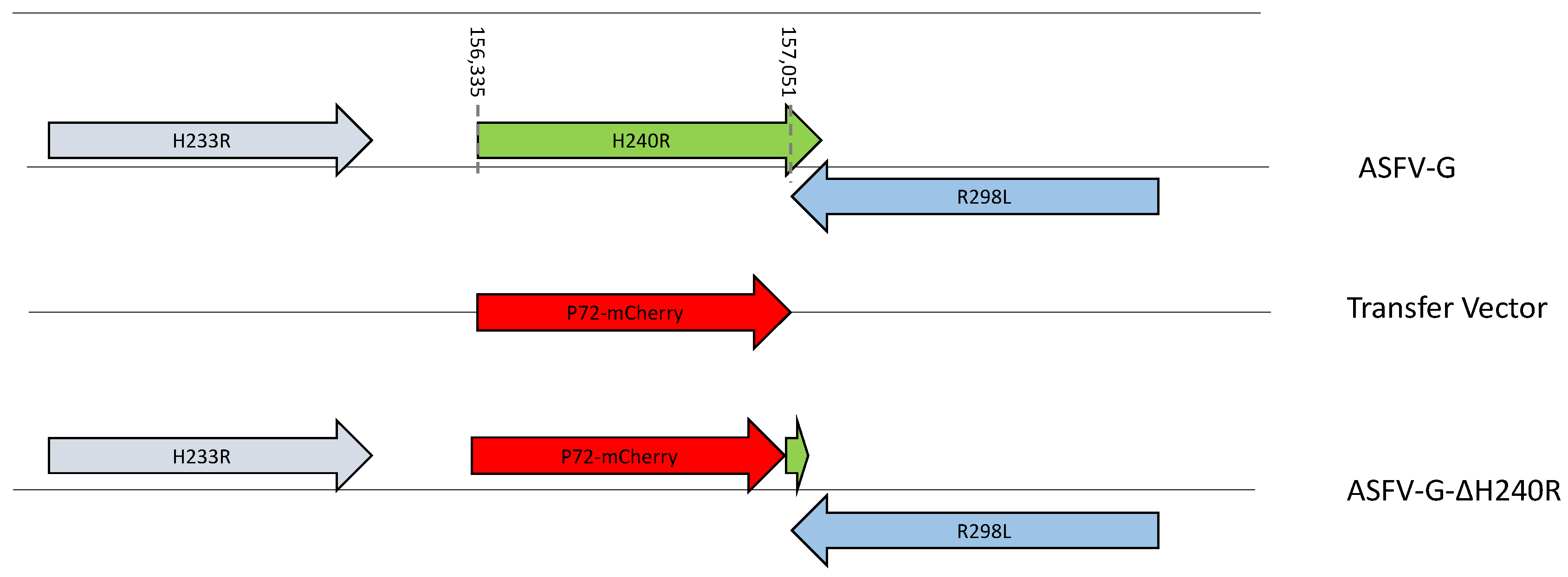 Deletion of the H240R Gene in African Swine Fever Virus Partially ...