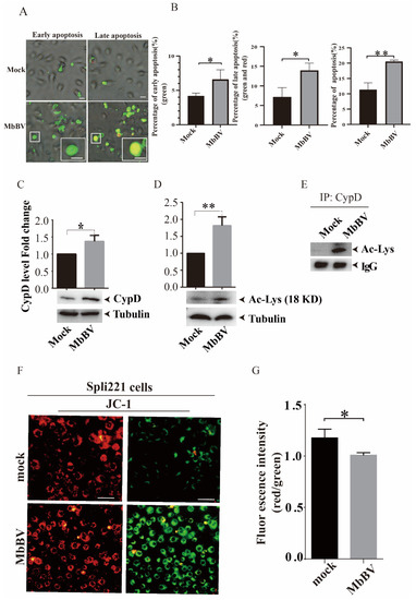 Microplitis bicoloratus Bracovirus Promotes Cyclophilin D-Acetylation ...