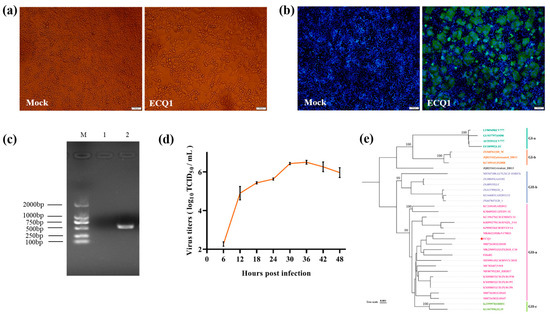 The Characterization and Pathogenicity of a Recombinant Porcine ...