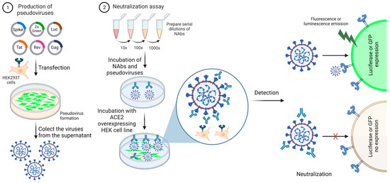 An Overview of the Conventional and Novel Methods Employed for SARS-CoV ...