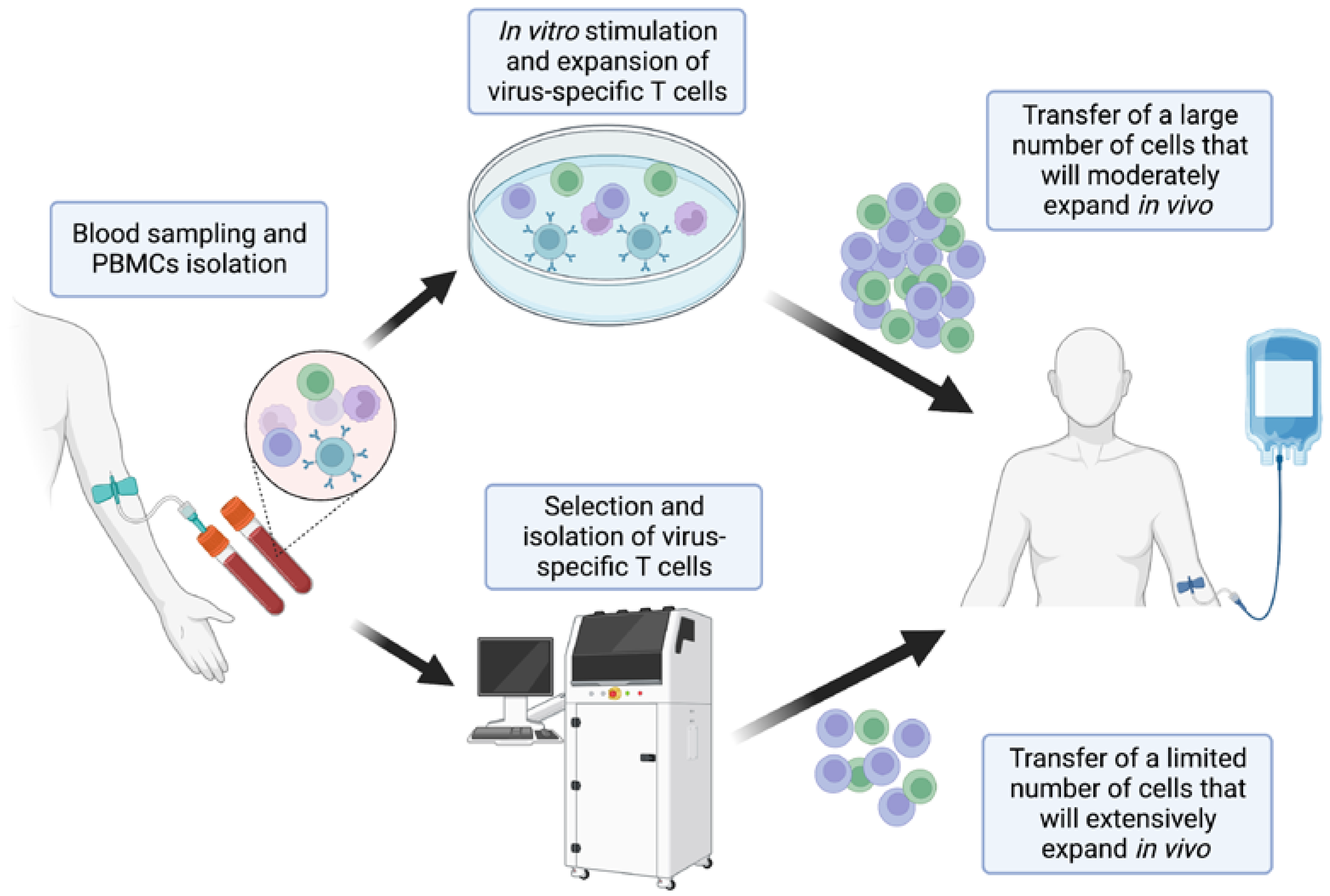 Viruses Free Full Text Virus Specific T Cell Therapy For Viral