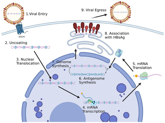 Viruses | Free Full-Text | Hepatitis Delta Virus–Host Protein Interactions: From Entry to Egress
