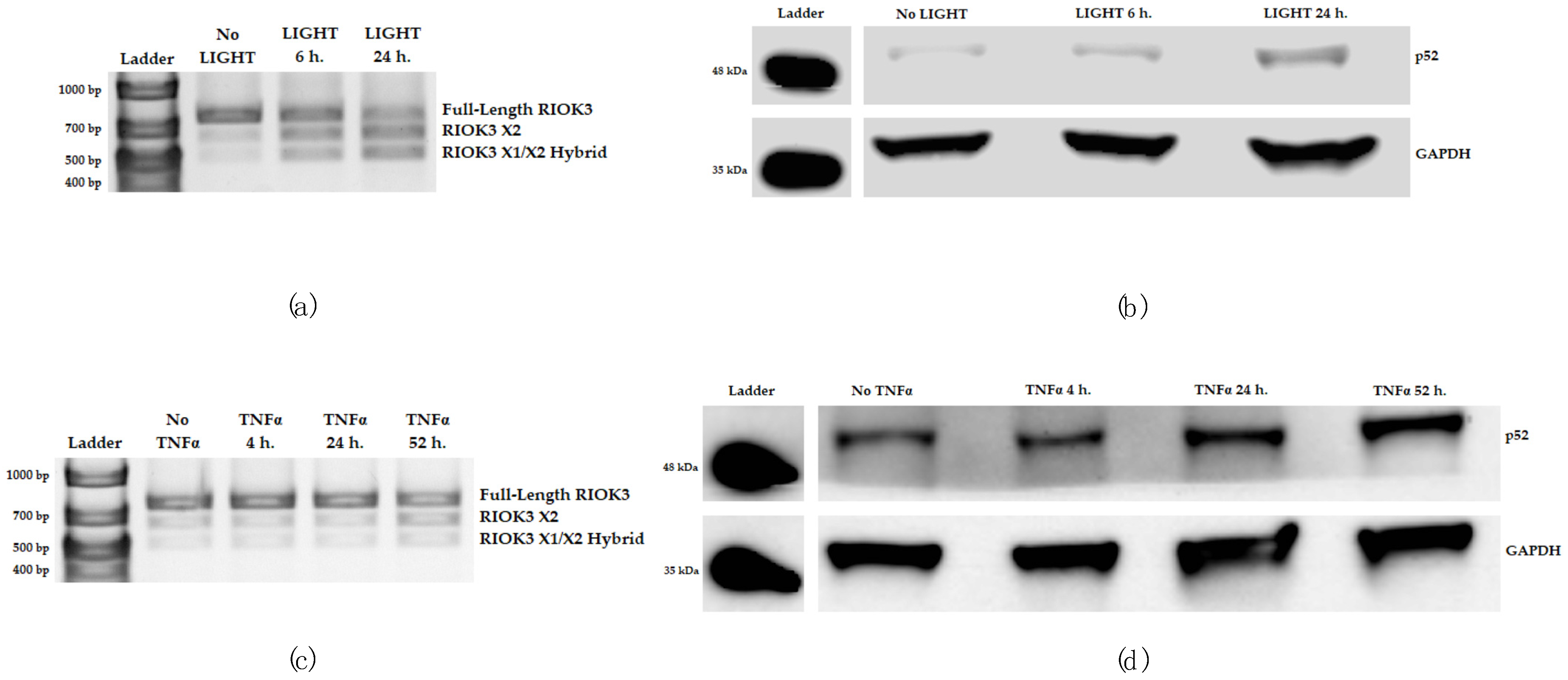 Viruses | Free Full-Text | Alternative Splicing of RIOK3 Engages the ...
