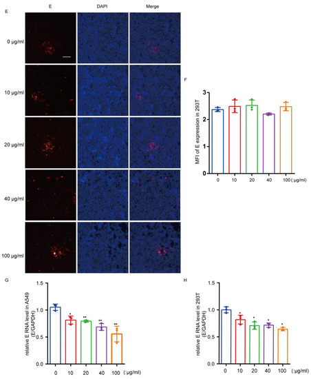 Interaction between hTIM-1 and Envelope Protein Is Important for JEV ...