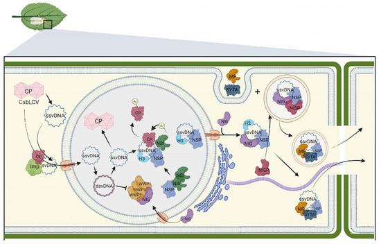 Begomovirus–Host Interactions: Viral Proteins Orchestrating Intra and ...