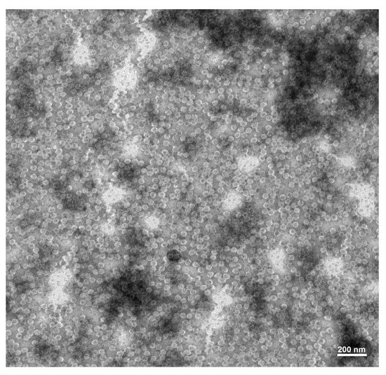 Visual and Super-Sensitive Detection of Maize Chlorotic Mottle Virus by ...