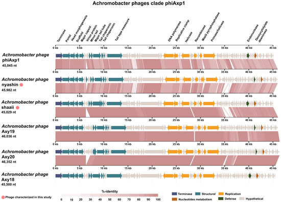 Compounding Achromobacter Phages for Therapeutic Applications