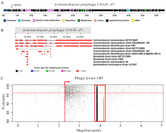Compounding Achromobacter Phages for Therapeutic Applications