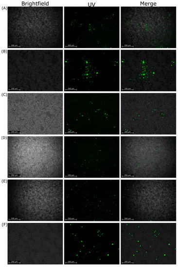 Viruses | Free Full-Text | Characterisation of a Live-Attenuated Rabies ...