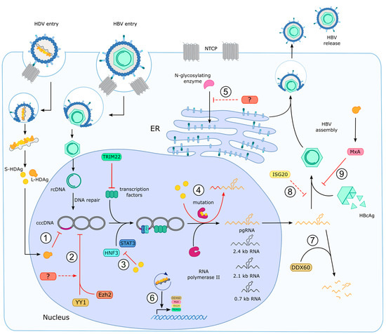 Viruses | Free Full-Text | Cellular Factors Involved in the Hepatitis D ...