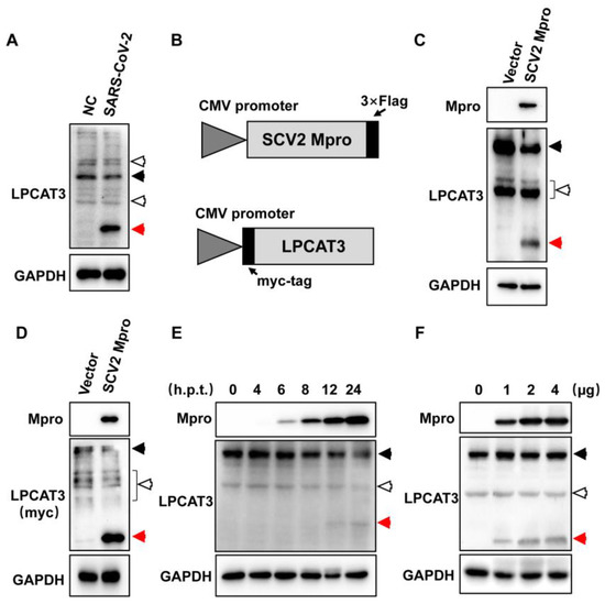Coronaviral Main Protease Induces LPCAT3 Cleavage and Endoplasmic ...