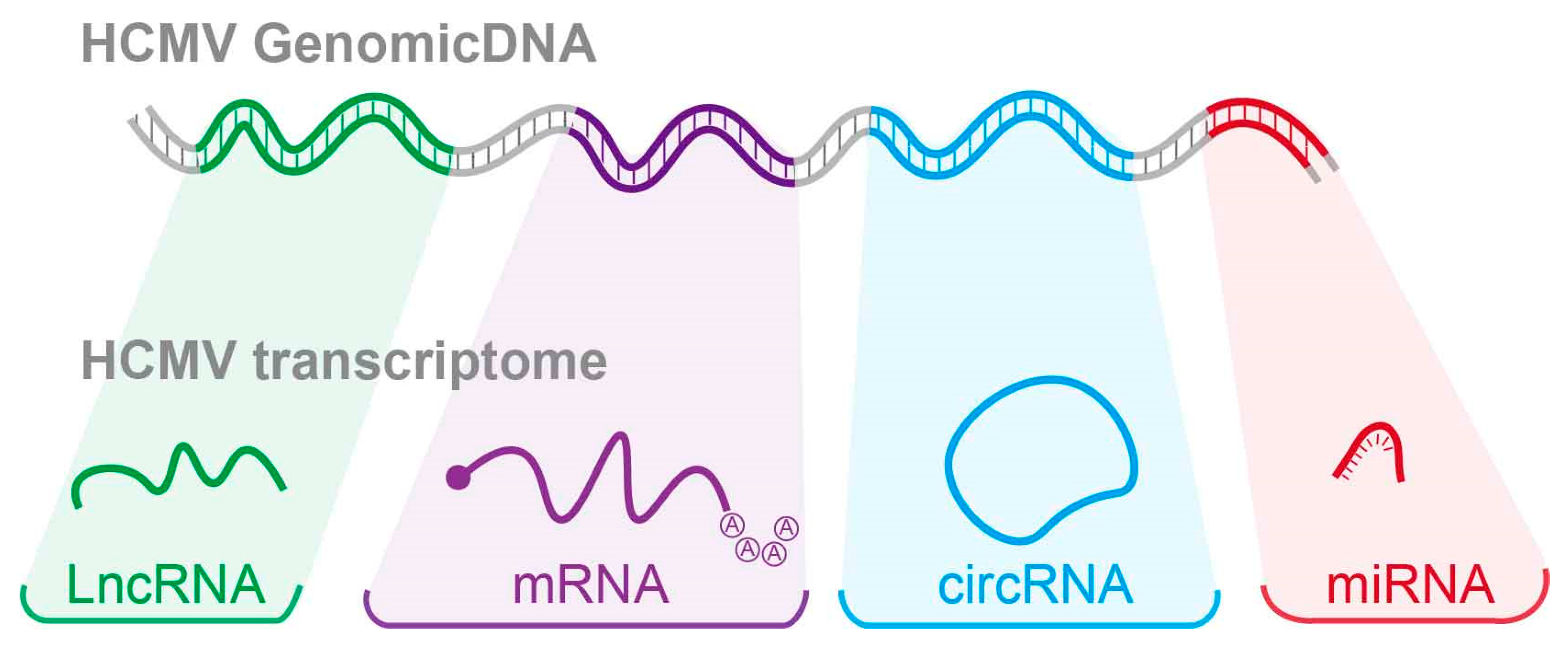 Insights into the Transcriptome of Human Cytomegalovirus: A ...