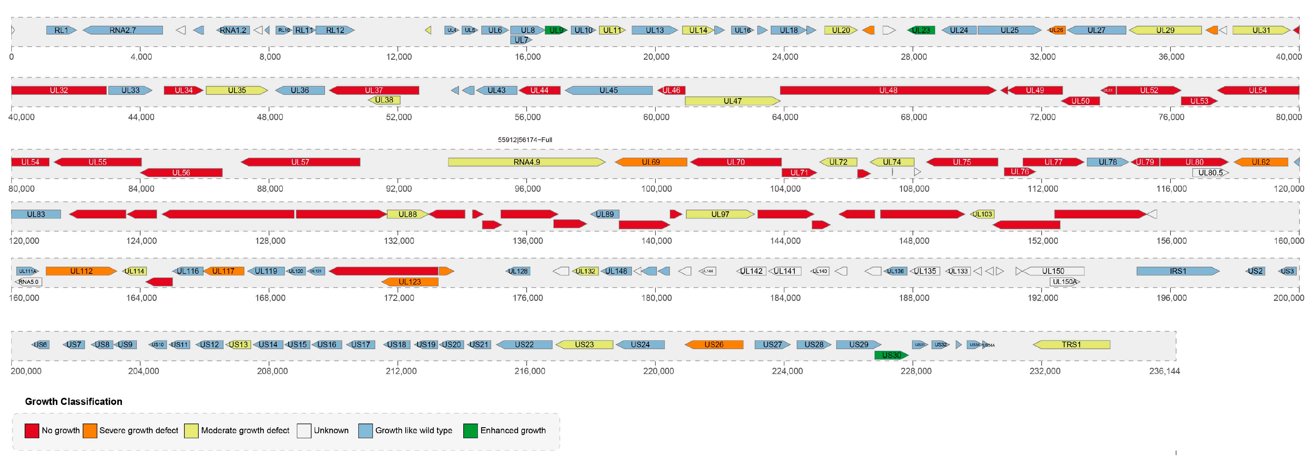 Insights into the Transcriptome of Human Cytomegalovirus: A ...