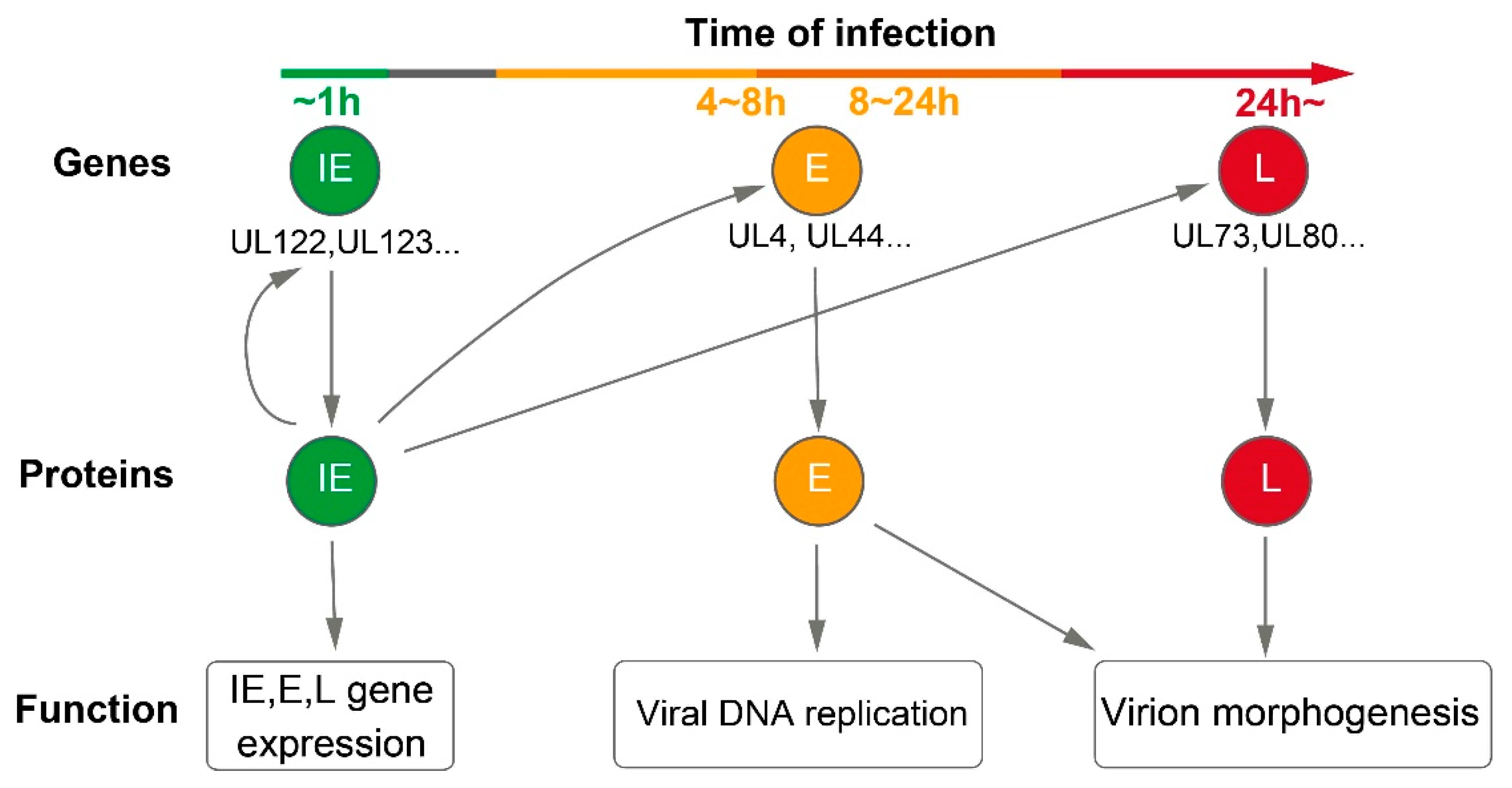 Insights into the Transcriptome of Human Cytomegalovirus: A ...