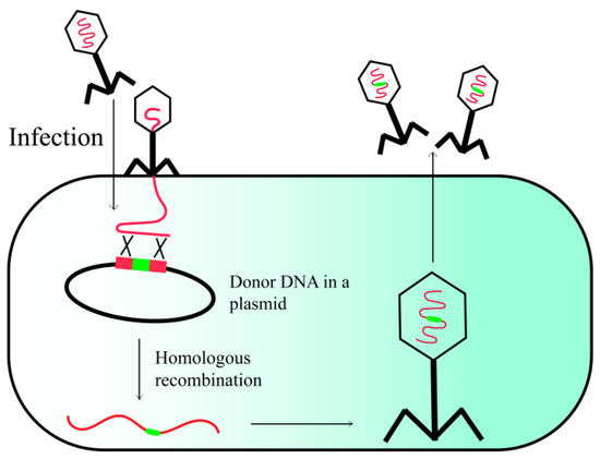 Viruses | Free Full-Text | Genetic Engineering and Biosynthesis Technology: Keys to Unlocking ...