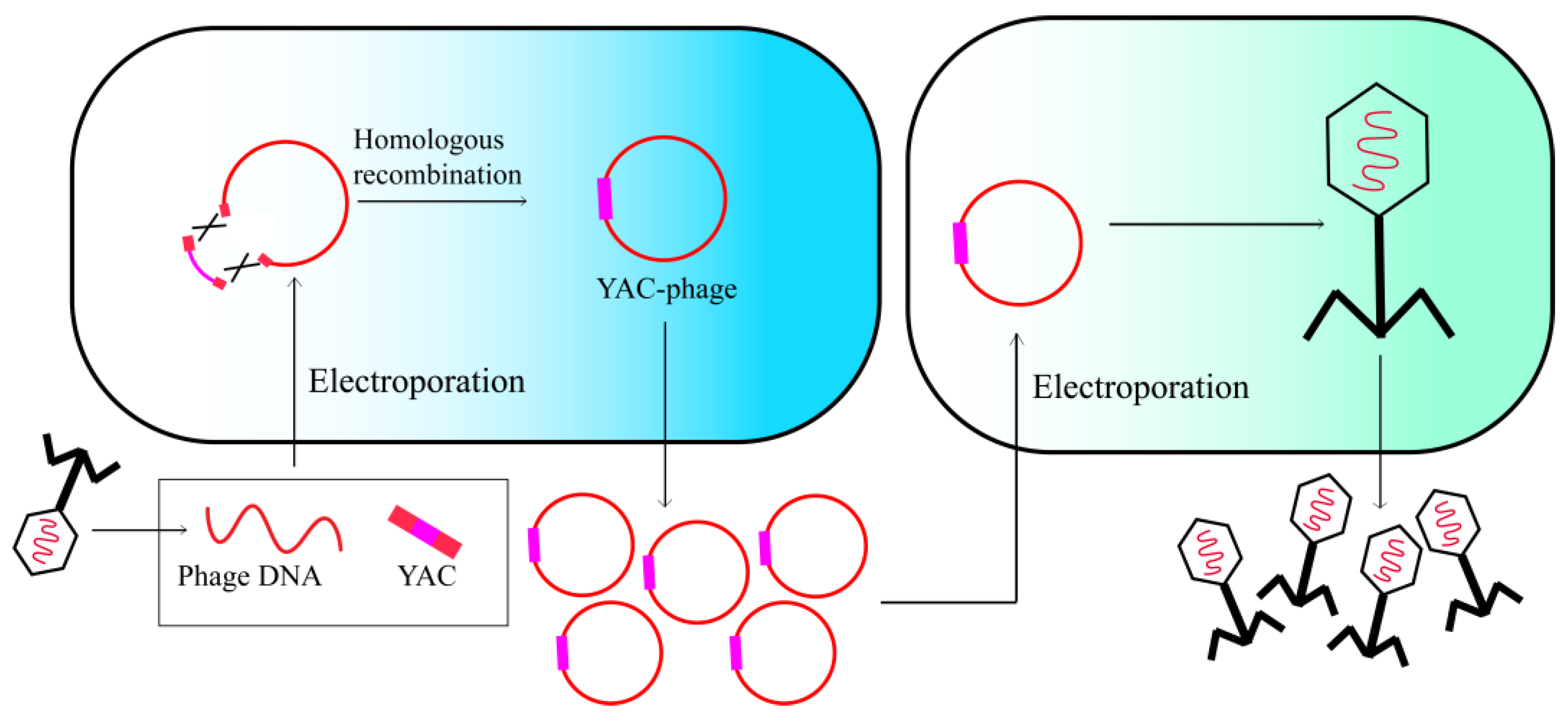 Viruses | Free Full-Text | Genetic Engineering and Biosynthesis ...