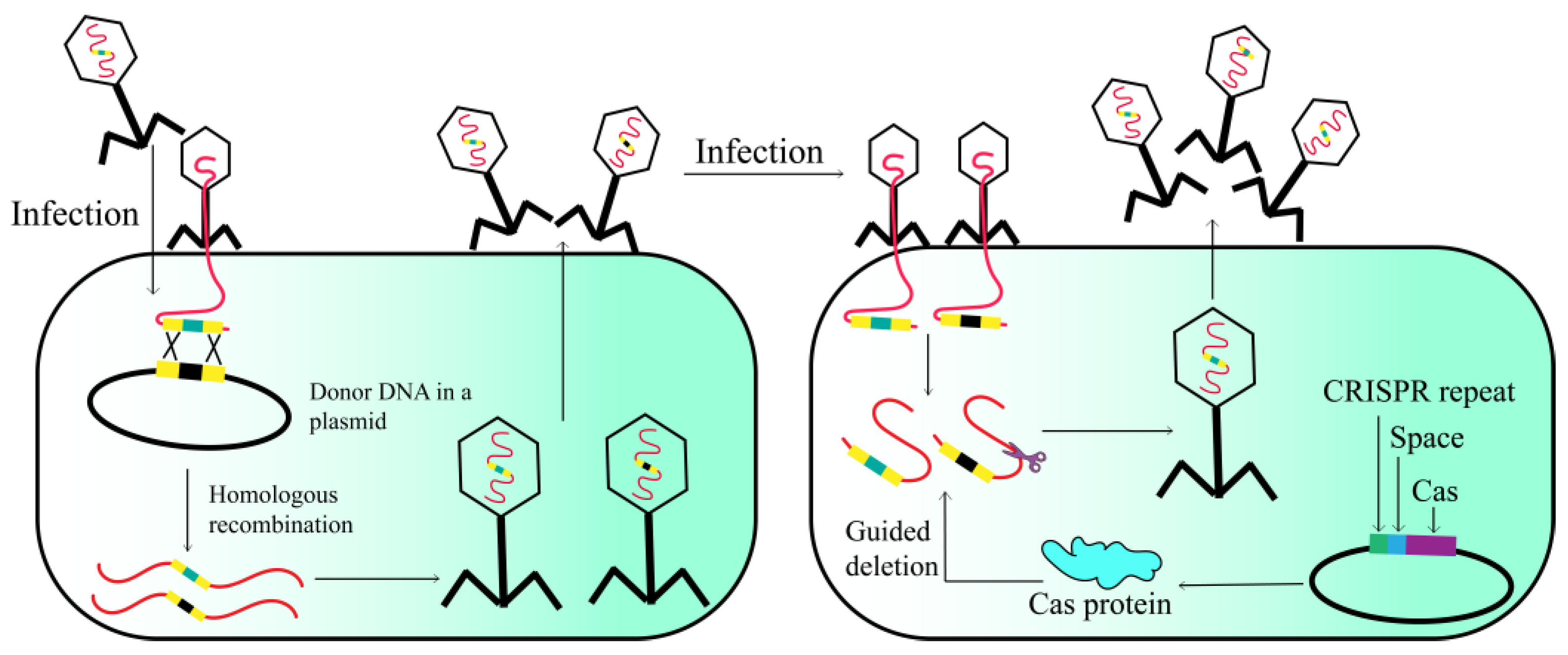 Genetic Engineering and Biosynthesis Technology: Keys to Unlocking the ...