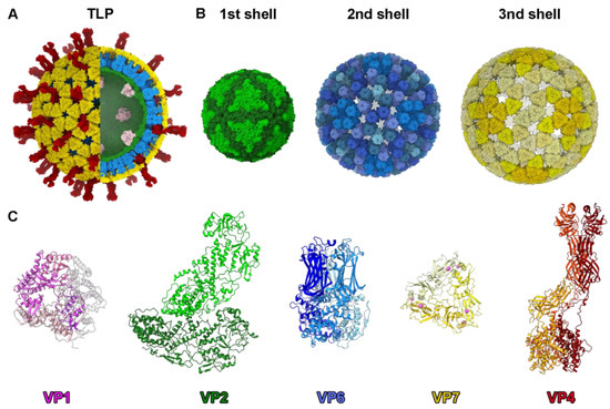 Viruses | Free Full-Text | Rotavirus Particle Disassembly and Assembly ...