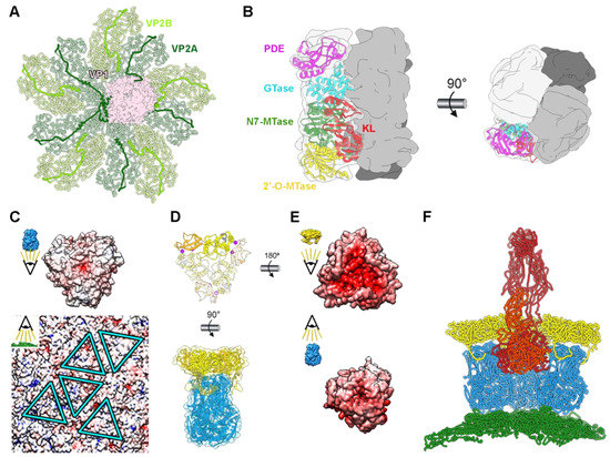 Viruses | Free Full-Text | Rotavirus Particle Disassembly and Assembly ...