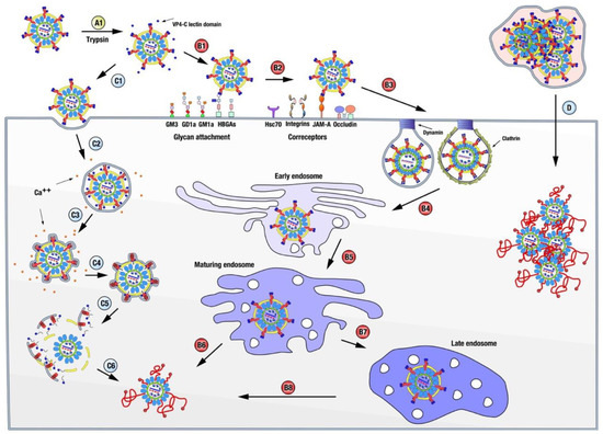 Viruses | Free Full-Text | Rotavirus Particle Disassembly and Assembly ...