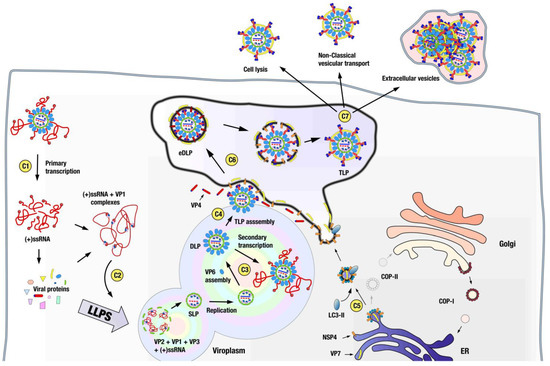 Viruses | Free Full-Text | Rotavirus Particle Disassembly and Assembly ...