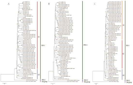 High Prevalence, Genetic Diversity, and Recombination of Porcine ...
