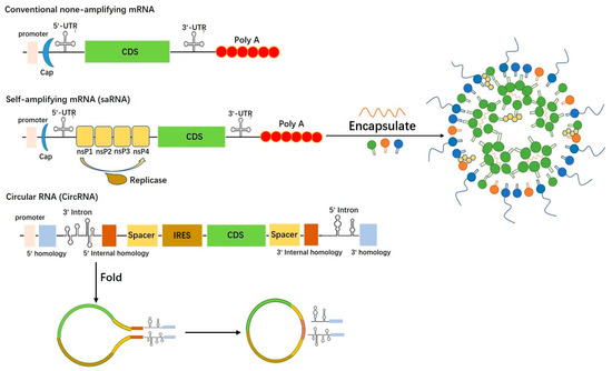 Viruses | Free Full-Text | Vaccines’ New Era-RNA Vaccine