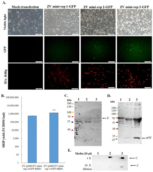 Development of Zika Virus Mini-Replicon Based Single-Round Infectious ...