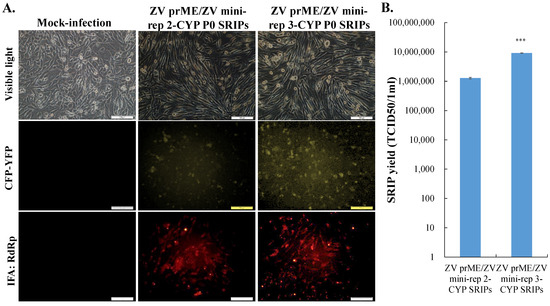 Development of Zika Virus Mini-Replicon Based Single-Round Infectious ...