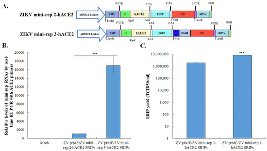 Development of Zika Virus Mini-Replicon Based Single-Round Infectious ...