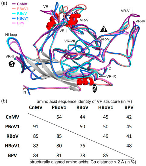 Structural Characterization of Canine Minute Virus, Rat and Porcine ...